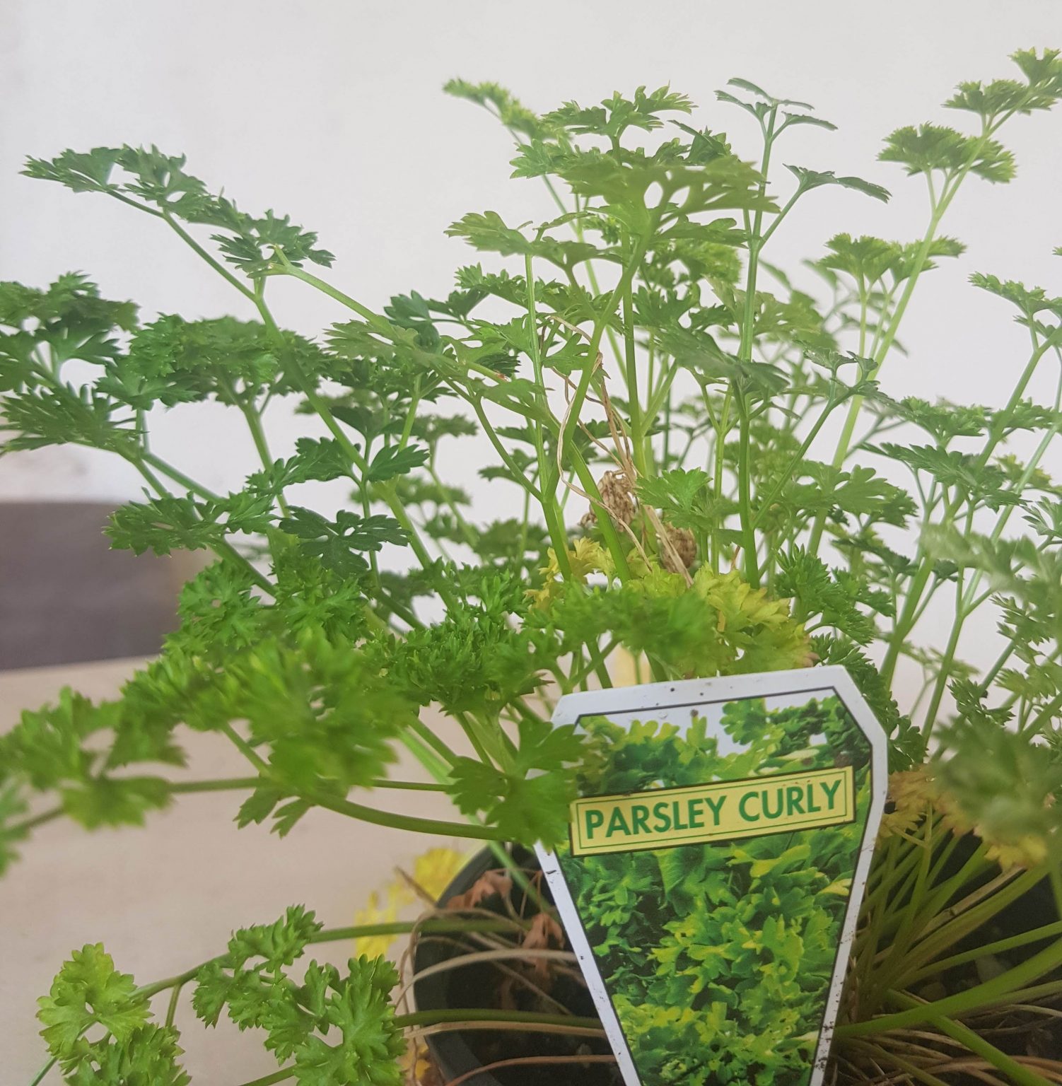 Home Page - Herb Growing Guide