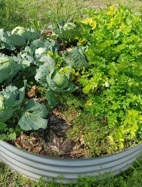 Home Page - Herb Growing Guide