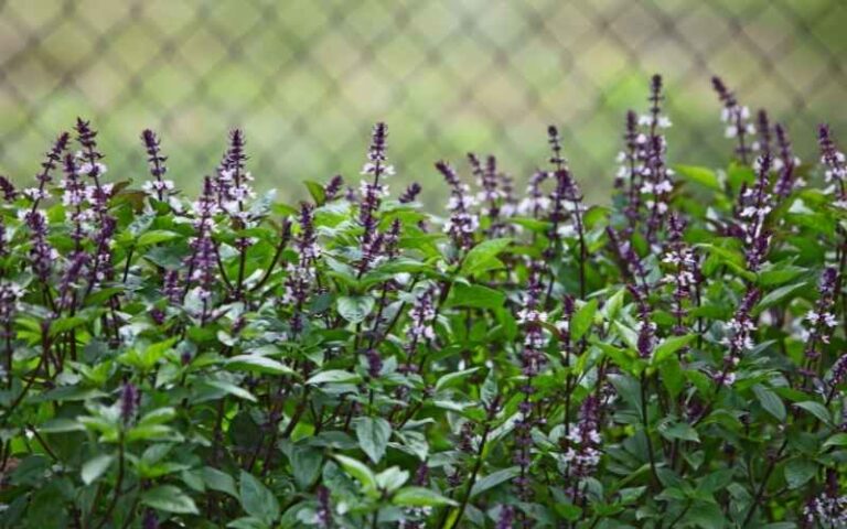 Basil plant flowering (Why and What to Do) - Herb Growing Guide
